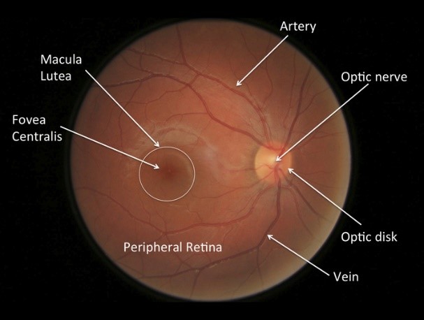FAQ - RETINA Sri Lanka